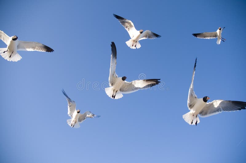 Seagulls Flying at Beach stock photo. Image of animals - 13256390