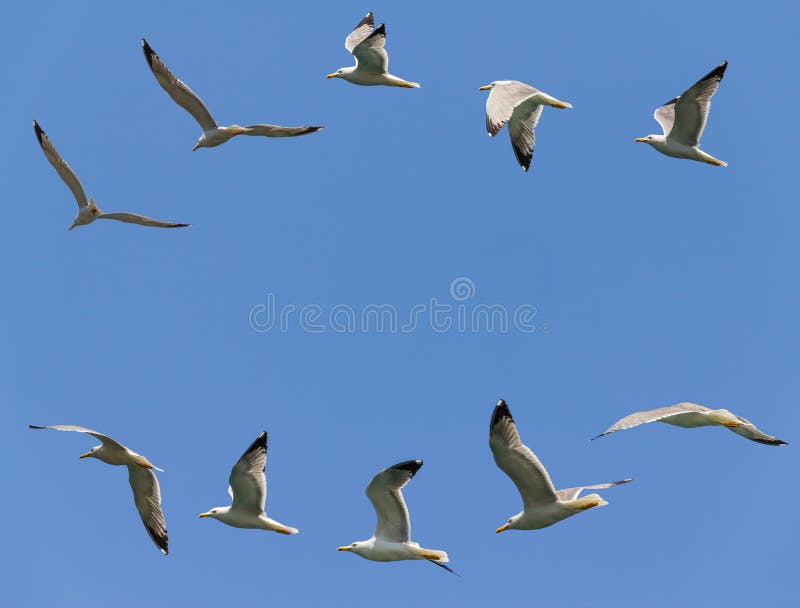 Seagulls Flying at Beach stock photo. Image of animals - 13256390