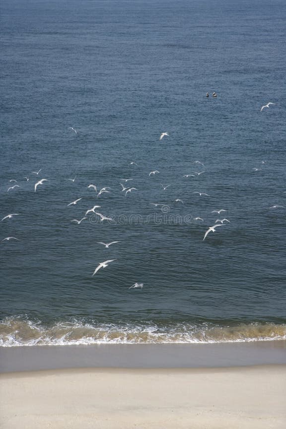 Seagulls flying at beach. stock image. Image of nature - 3416949