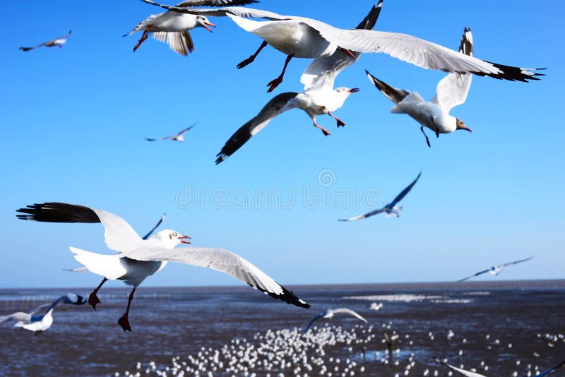 Birds flying at the beach stock image. Image of ocean - 12954811
