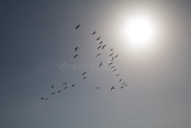 Seagulls Flying in Formation Stock Image - Image of seagull, sunlight ...