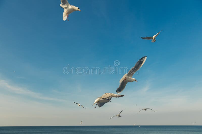 Seagulls Flying High in the Wind Against the Blue Sky and White Clouds ...