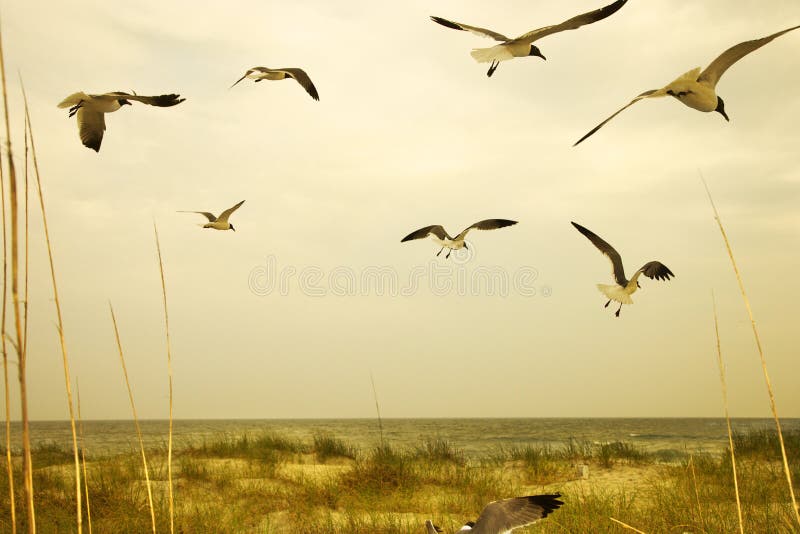 Seagulls Flying Over Beach. Stock Photo - Image of seagull, colour: 2051660
