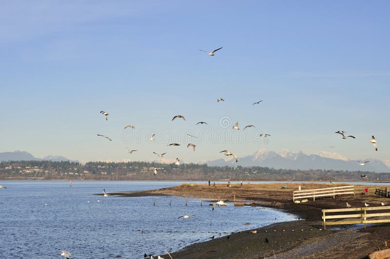 Seagulls Flying Over the Beach Stock Photo - Image of people, ocean ...