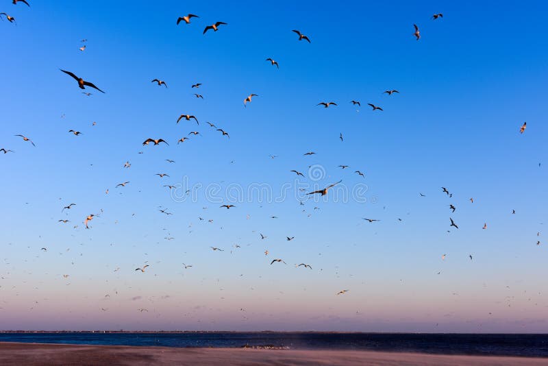 Seagulls Flying Over the Beach Stock Image - Image of island, sunset ...