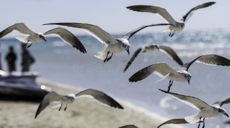 Seagulls stock photo. Image of birds, coastal, sunny - 163116444
