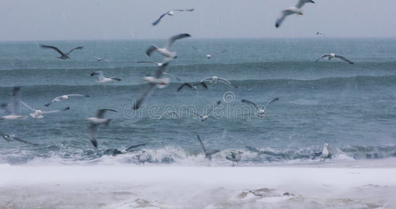 Seagulls Flying Over the Sea and Beach Stock Video - Video of natural ...