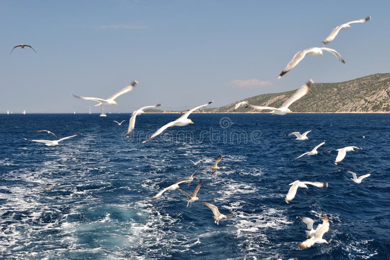 Seagulls Flying Over Sea Behind the Ship Stock Photo - Image of feather ...