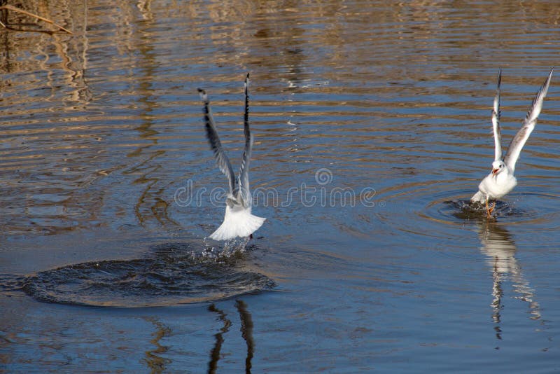 Seagulls flying stock photo. Image of clean, beauty, flying - 87526398