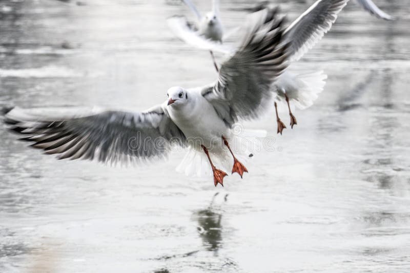 Seagulls flying stock image. Image of ducks, coots, beautiful - 87526767