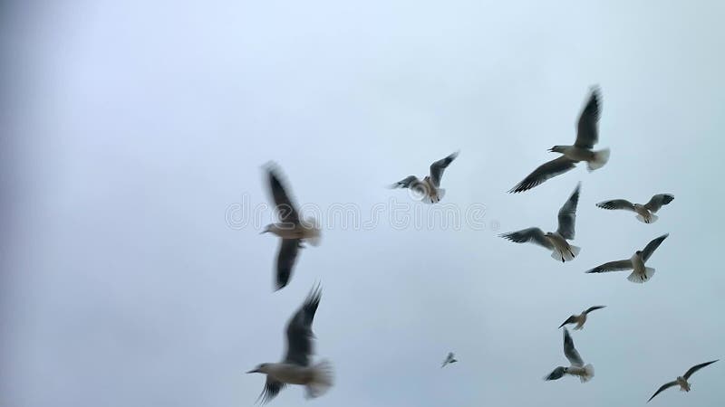 Seagulls Flying in Sky. Many White Sea Gulls Flying in the Sky in ... Seagulls Flying in Sky. Many White Sea Gulls Flying in the Sky in ...