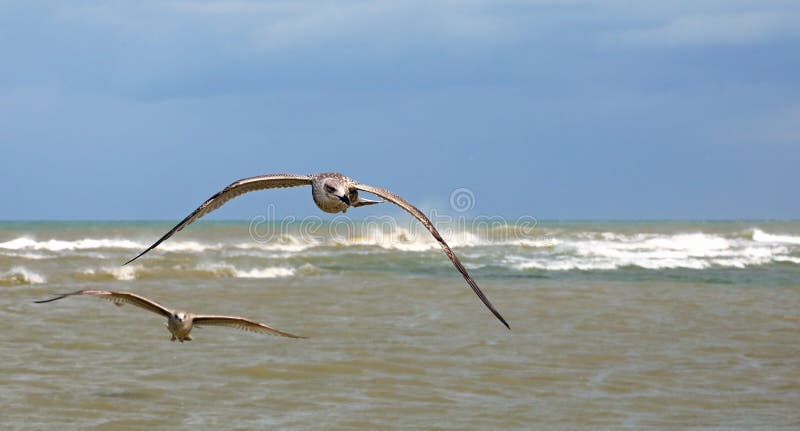 Seagulls Flying Towards the Camera with Spread Wings and the Sea Below ...