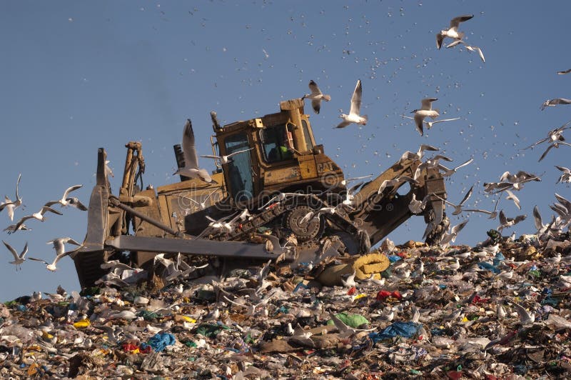 Seagulls Flying in the Trash Stock Photo - Image of environmental ...