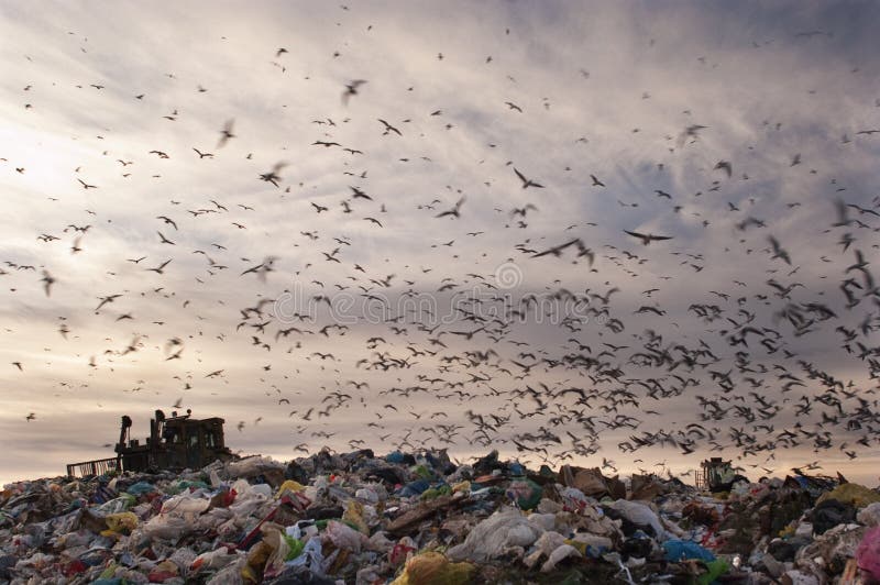 Seagulls Flying in the Trash Stock Image - Image of disposal ...