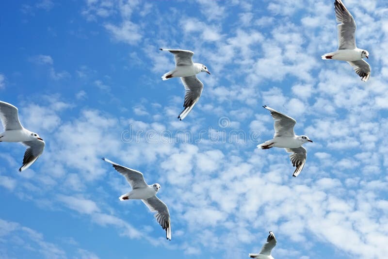 Seagulls group in flight stock photo. Image of clouds - 26229010