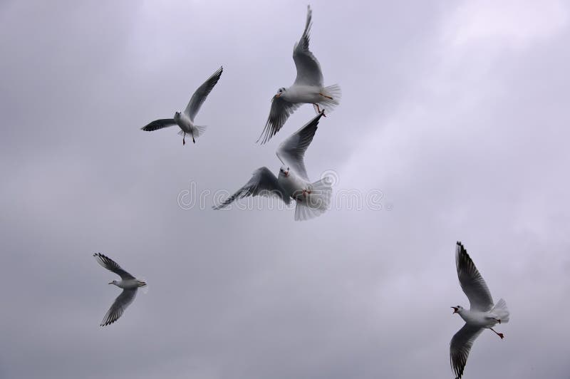 Seagulls stock photo. Image of stormy, animals, height - 57067518