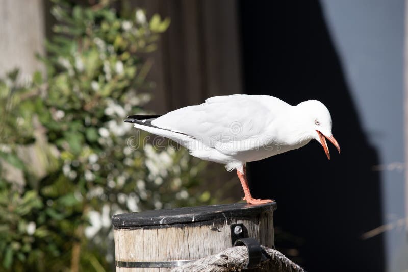 This is a Side View of a Seagull Stock Photo - Image of wildlife ...
