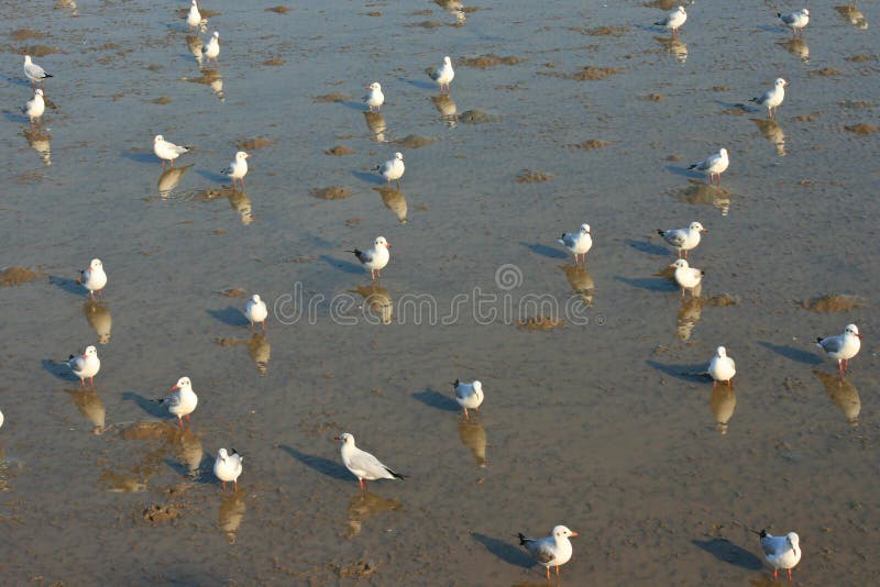 Seagulls stock image. Image of beak, clean, good, animal - 44248967