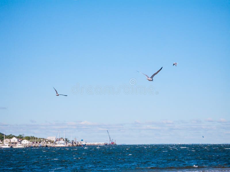 Seagulls Over Sandy Hook Bay Stock Photo - Image of jersey, flying ...