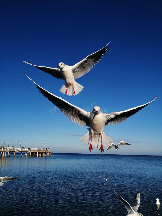 Seagulls Over the Sea, Birds Fly Over the Baltic Sea Stock Image - Image of beach, baltic: 353680277