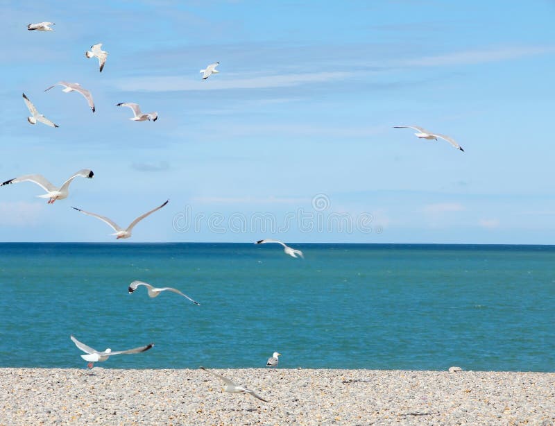 Seagulls on pebble beach stock image. Image of seabird - 51139023