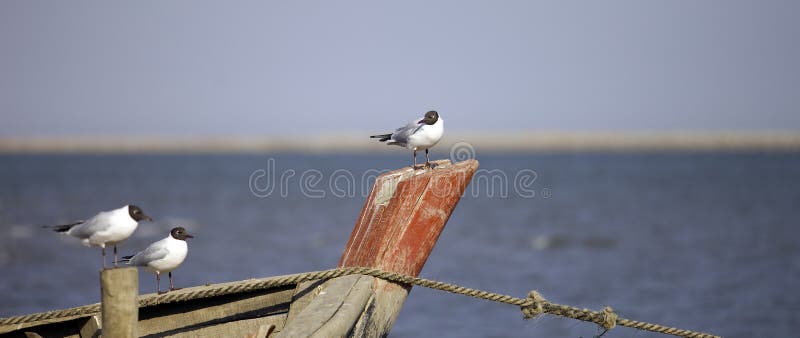 Seagulls perching stock image. Image of stand, perching - 30530289