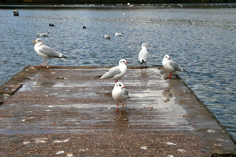 Seagulls on pontoon stock photo. Image of seagull, bird - 7471094