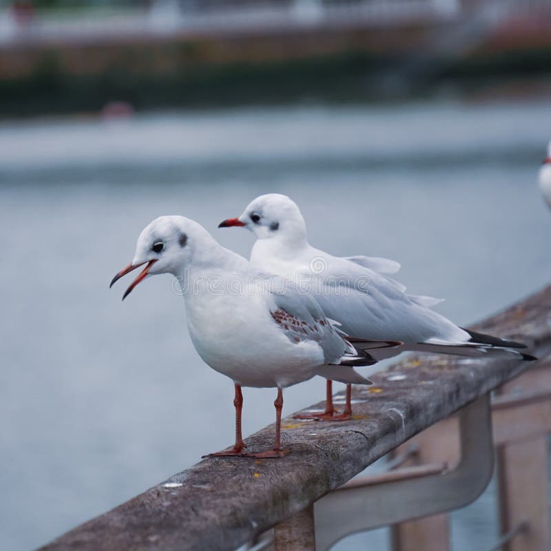 Seagulls on the Railing in the Port Stock Image - Image of animal ...