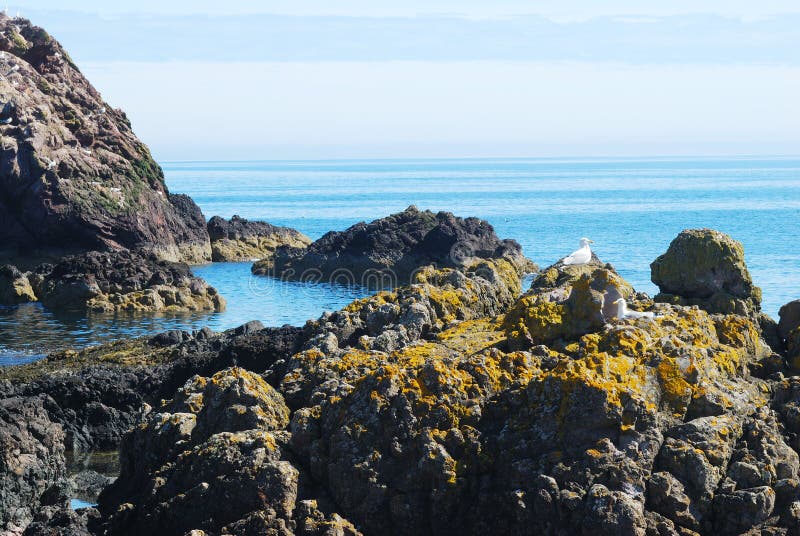 Seagulls Resting on Rocks at St. Abbs Stock Photo - Image of ...