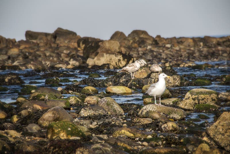 Seagulls on Rocks at Atwater Park Stock Photo - Image of outdoor ...