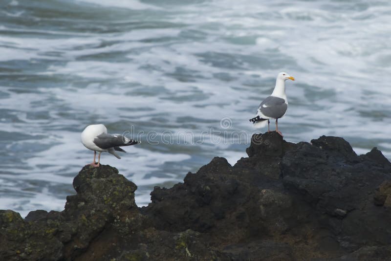 Seagulls on rocks. stock photo. Image of coastal, coastline - 53517614