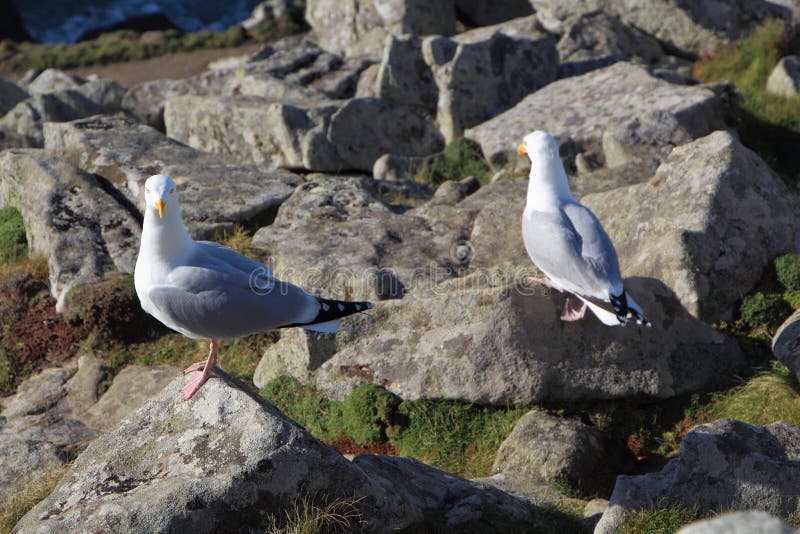 Seagulls on rocks stock image. Image of rock, granite - 89405233