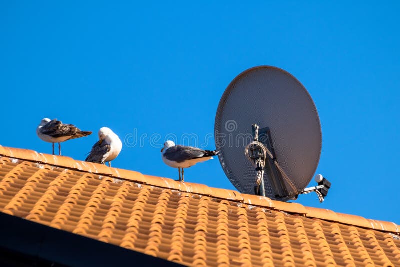 Seagulls on the Roof of House Stock Photo - Image of fauna, vacation ...