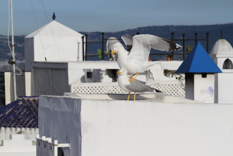 Tangier Rooftops stock photo. Image of moroccan, spain - 12734372
