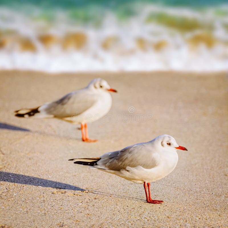Seagulls on the Sand stock photo. Image of seashore, plumage - 65990442