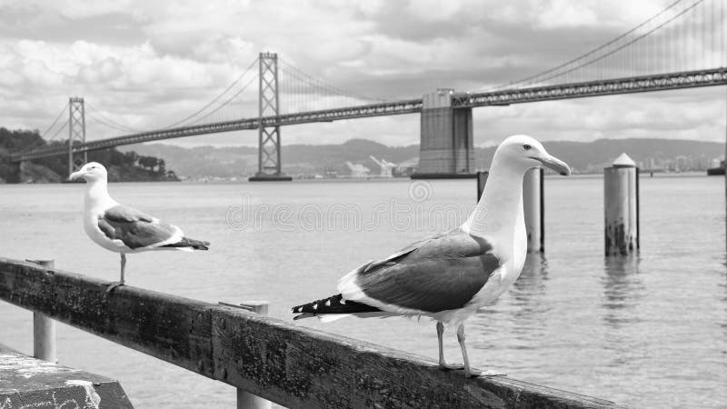 Seagulls or Sea Gulls Birds on Parapet at Bridge Stock Image - Image of ...