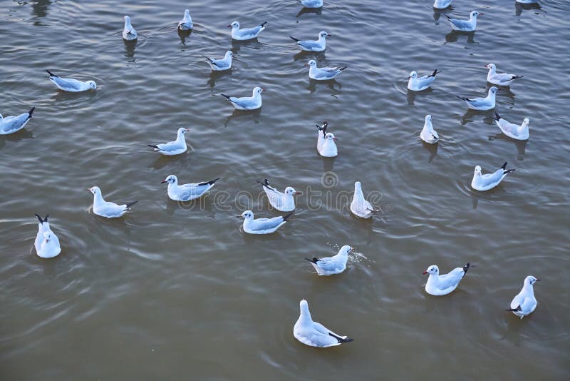 Seagulls at the sea stock image. Image of life, group - 86482293