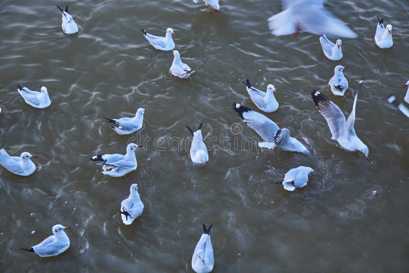 Seagulls at the sea stock photo. Image of light, shadow - 86482344