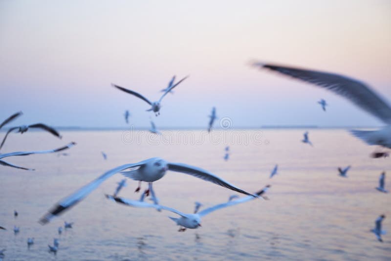 Seagulls at the sea stock image. Image of moving, wind - 86482397