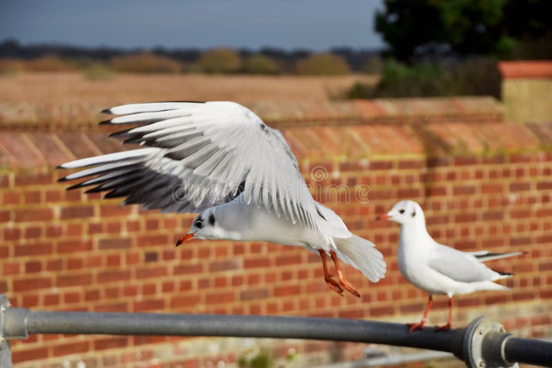 Seagulls stock photo. Image of close, perched, feathers - 63001560
