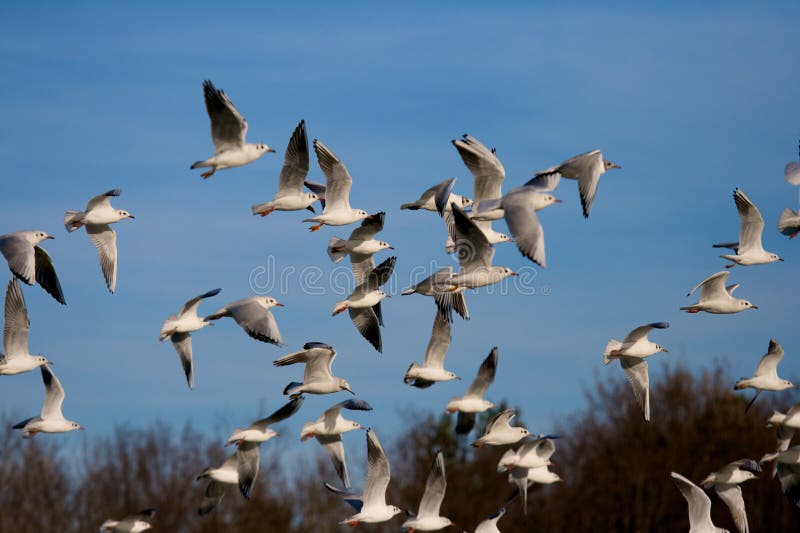 Swarm of seagulls fighting stock image. Image of over - 59333737
