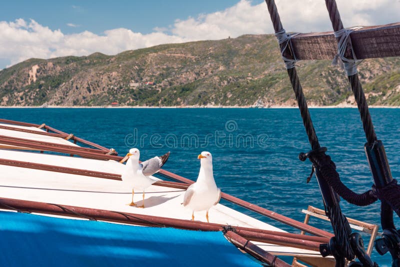 Seagulls on Ship Rope Waiting for Fish. Stock Image - Image of gull ...