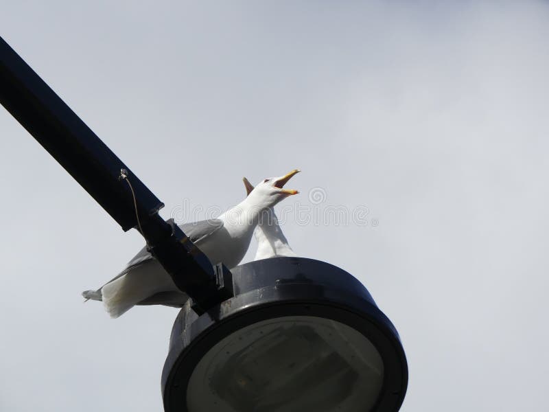 Seagulls Shouting Seating Lantern Stock Image - Image of lamp, love ...
