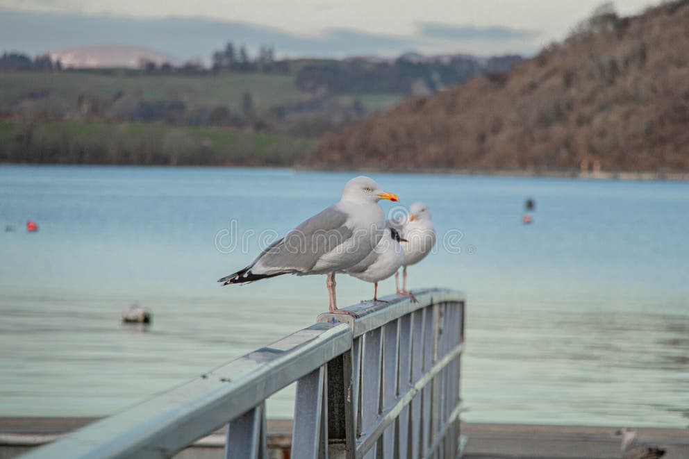 Seagulls Sitting on the Railing of a Pier with Selective Focus Stock ...