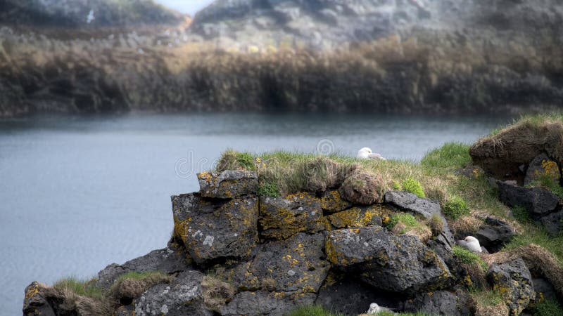 Seagulls Sitting in Their Nests in the Cliffs of Arnarstapi, Iceland ...