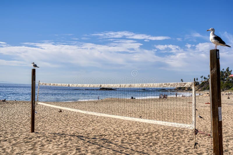 Seagulls Sitting on the Wooden Docks of a Volleyball Net in the Beach ...