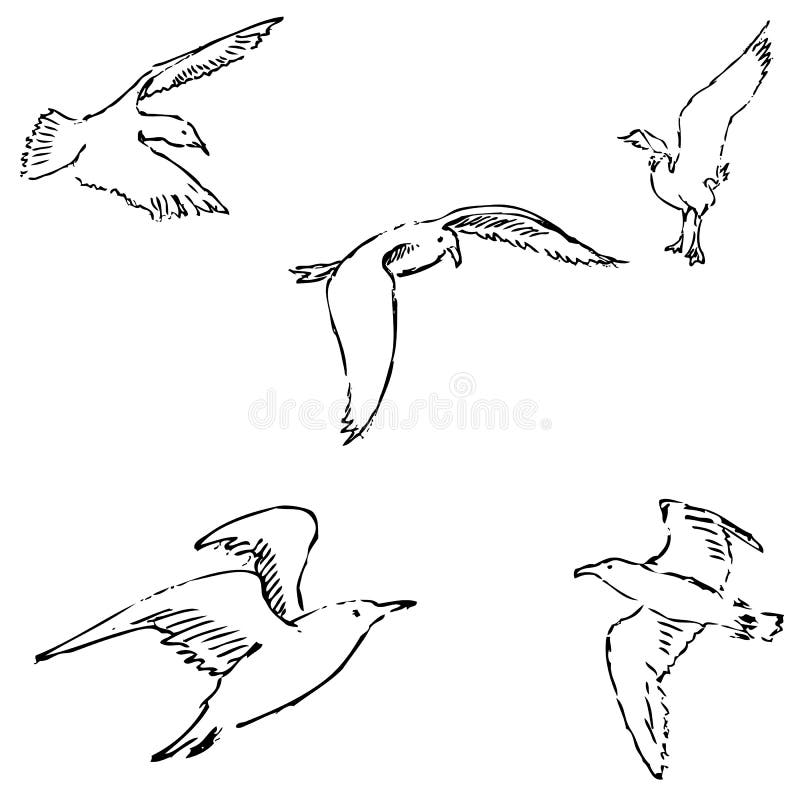 Seagulls Sketch. Pencil Drawing by Hand Stock Vector - Illustration of ...