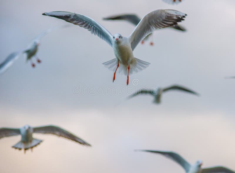Seagulls in the Sky Many Seagulls and One Seagull in Beautiful Light at ...