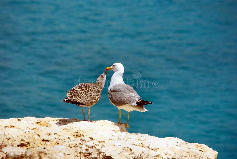Seagulls stock image. Image of beach, quiet, blue, affection - 33858131