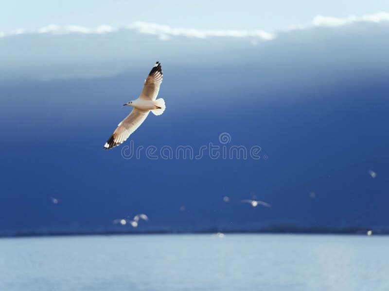 Seagulls Soaring Over Calm Water Stock Image - Image of beauty, soaring ...